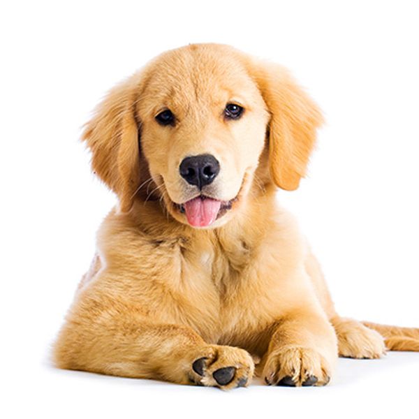 Dogs | Blain's Farm & Fleet