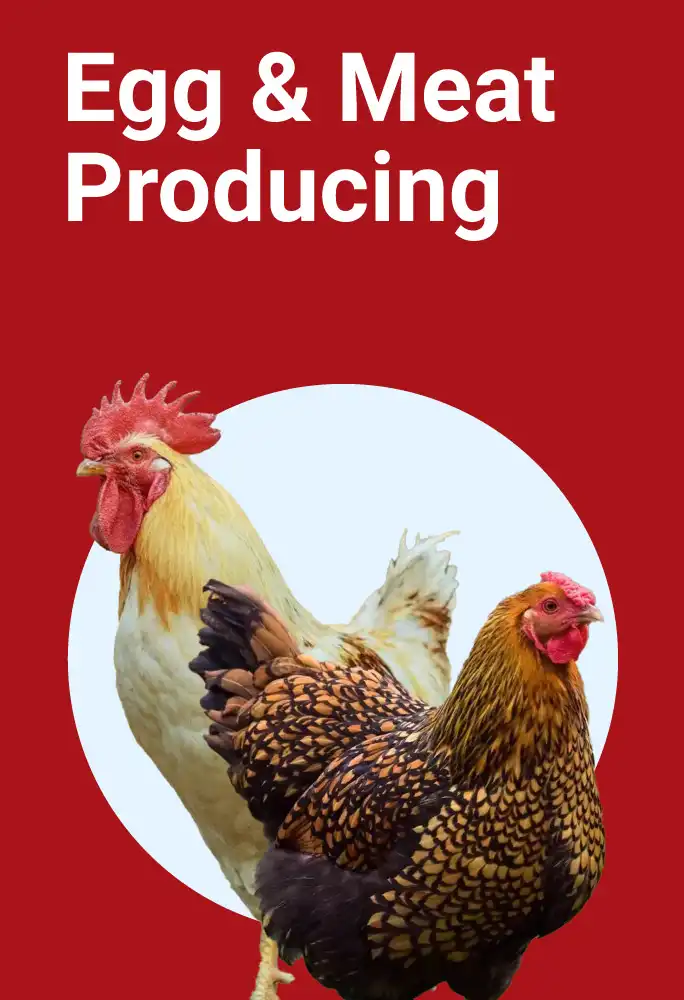 Poultry Supplies | Blain's Farm & Fleet