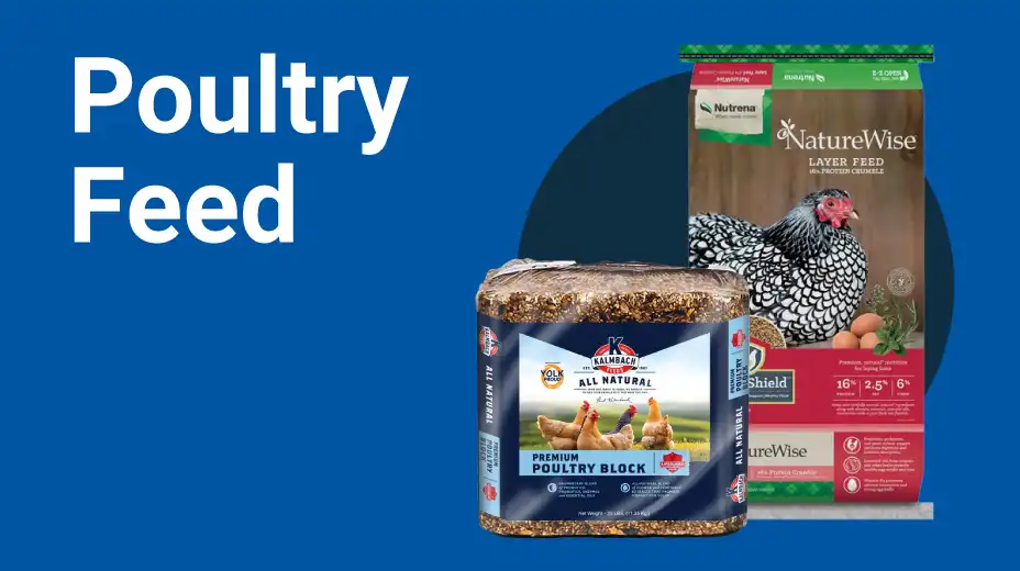 Essential Poultry & Chicken-Raising Supplies | Blain's Farm & Fleet