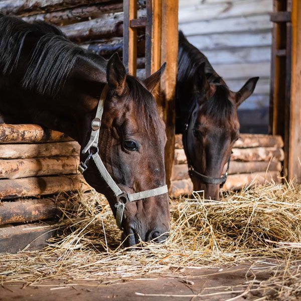 Stall Equipment and Supplies | Blain's Farm & Fleet
