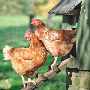 Poultry Supplies | Blain's Farm and Fleet
